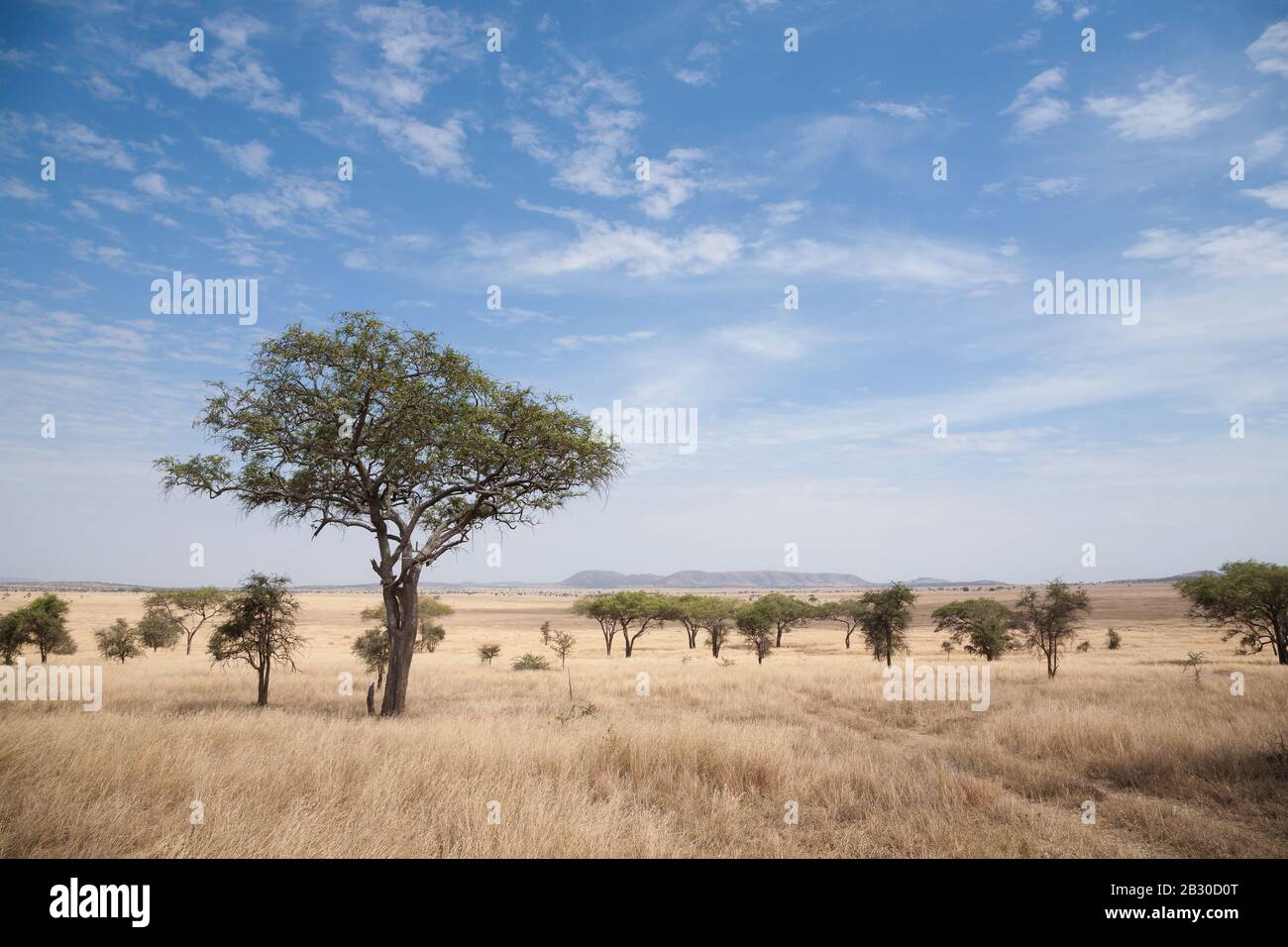 Serengeti National Park landscape, Tanzania, Africa. African panorama ...