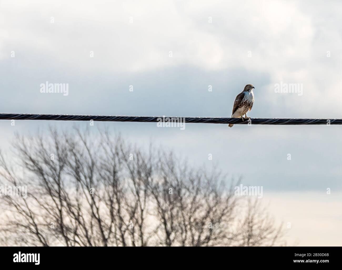 Ready to pounce on bird hi-res stock photography and images - Alamy
