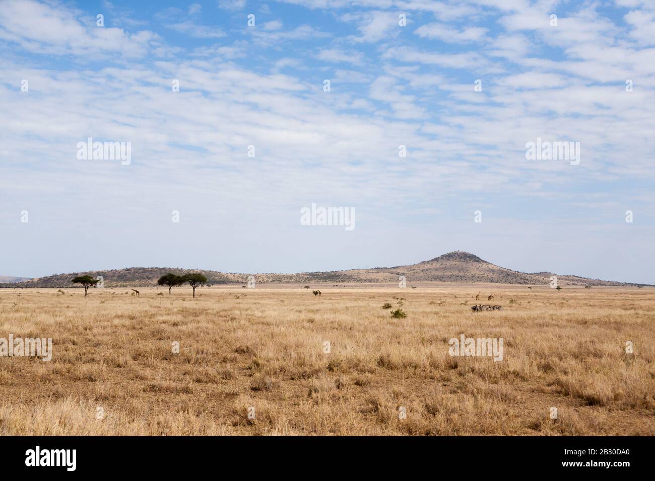 Serengeti National Park landscape, Tanzania, Africa. African panorama ...