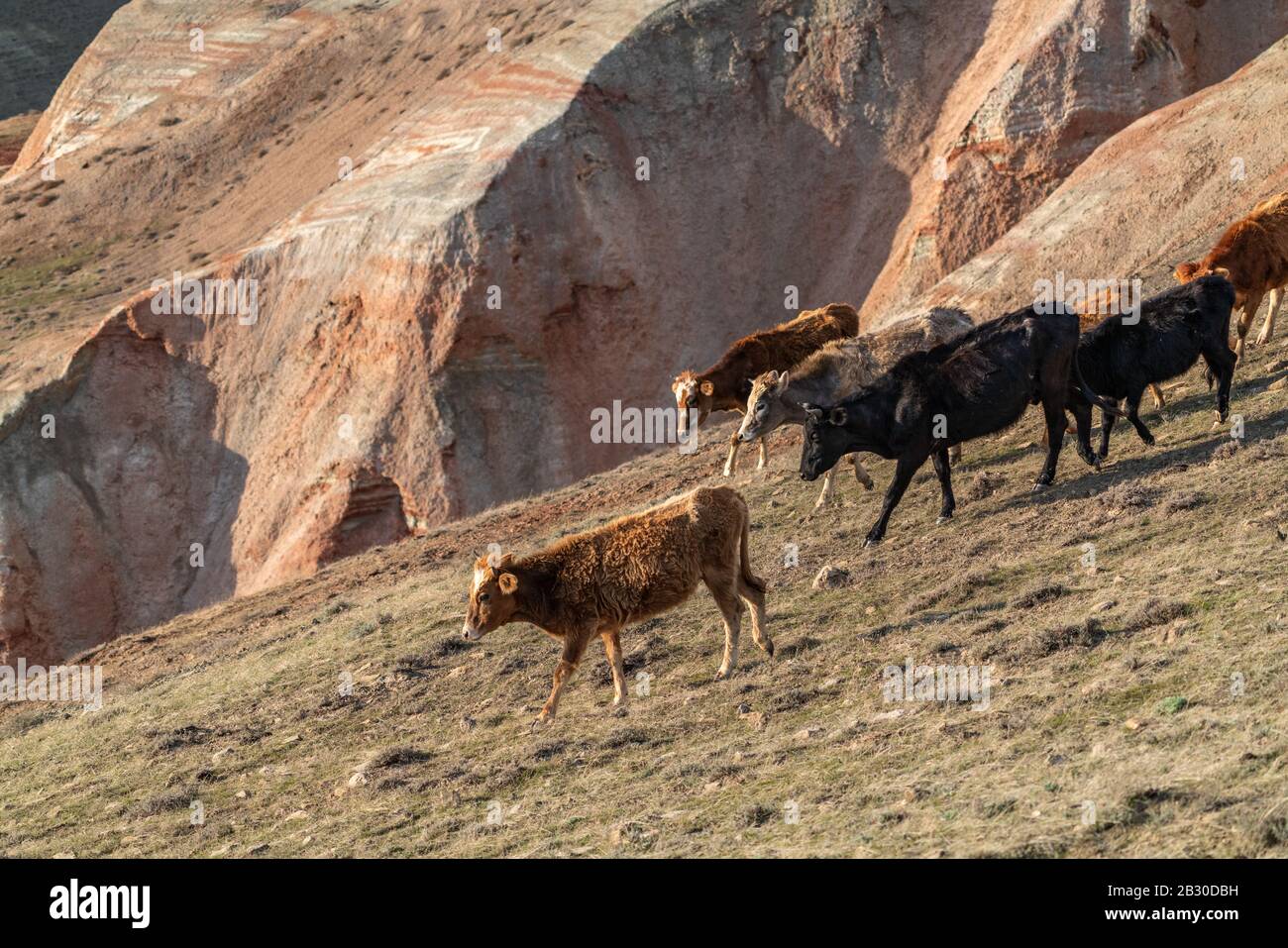 Skinny bull hi-res stock photography and images - Alamy