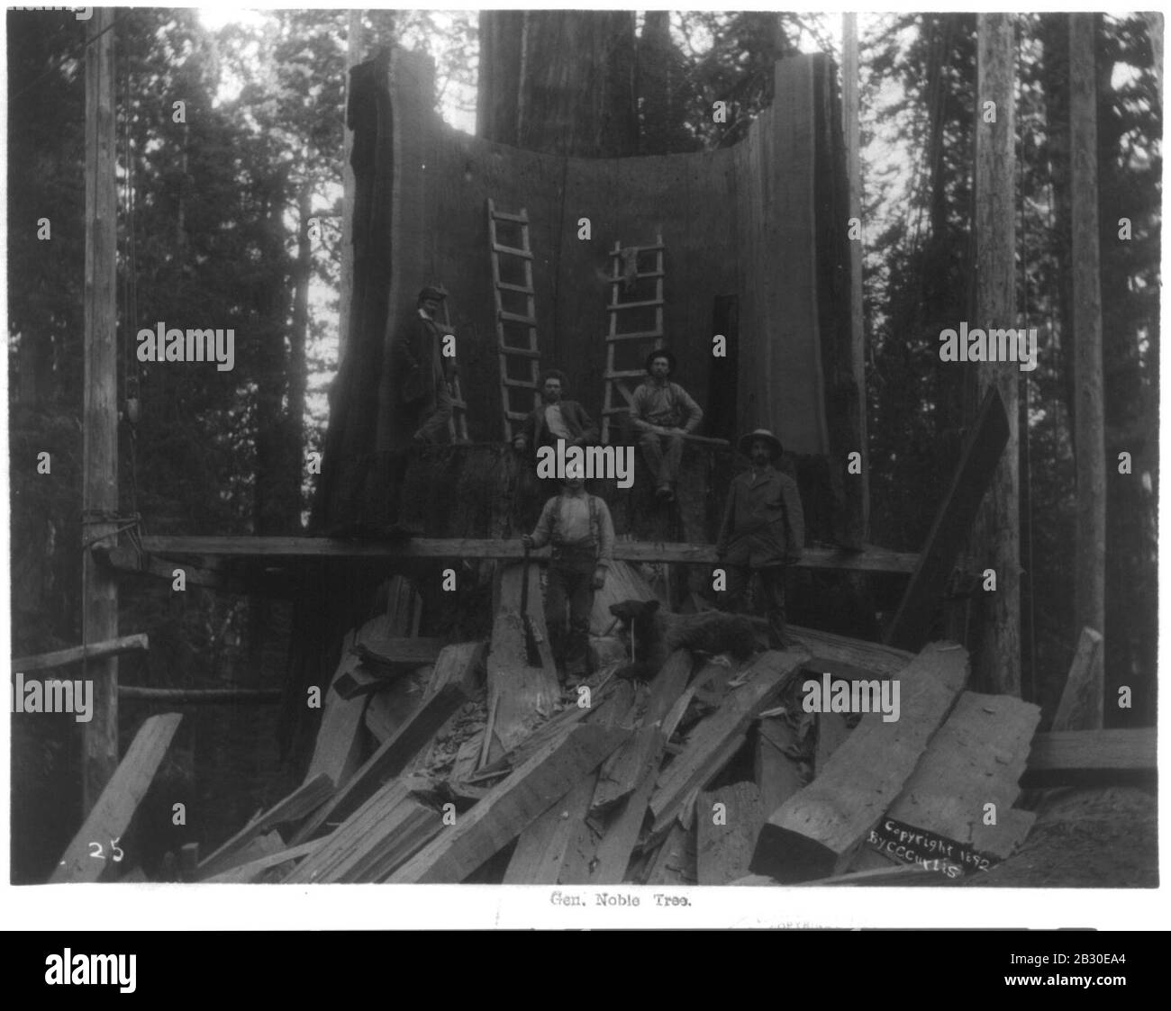 Gen. Noble Tree Stock Photo - Alamy