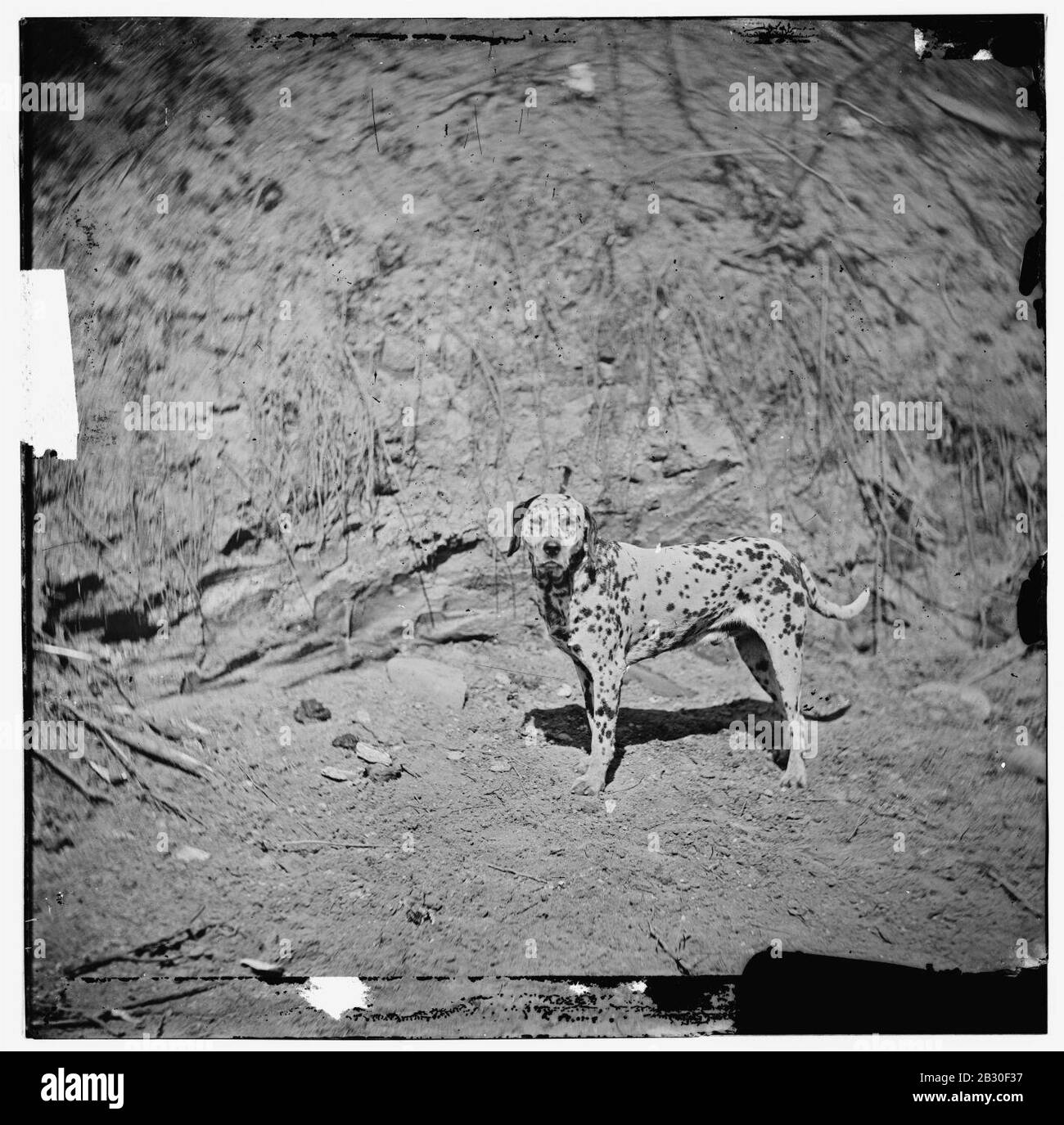 Rufus the dog Black and White Stock Photos & Images - Alamy