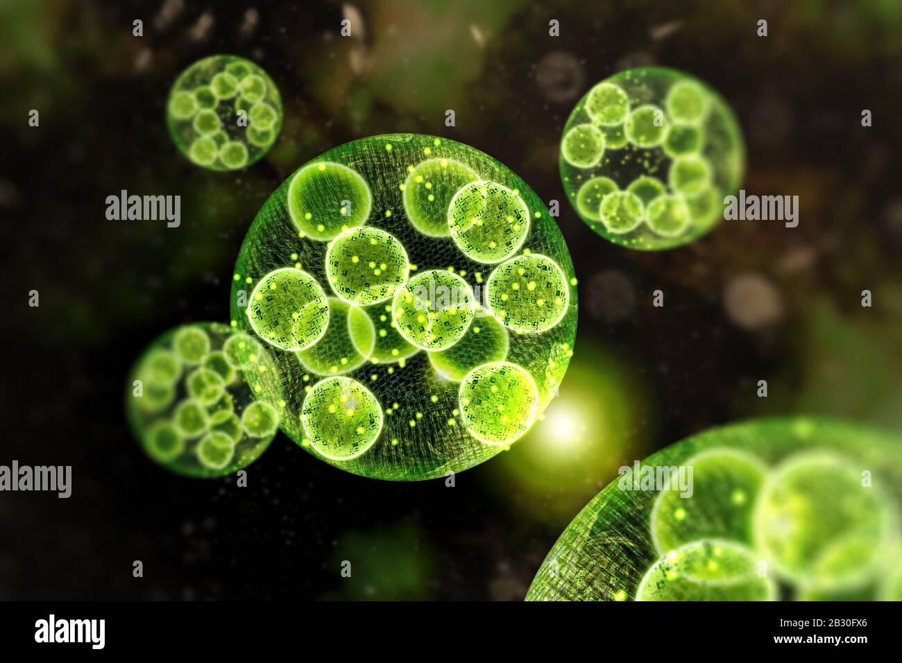 Green single cell chlorella algae microscopic conceptual 3D ...