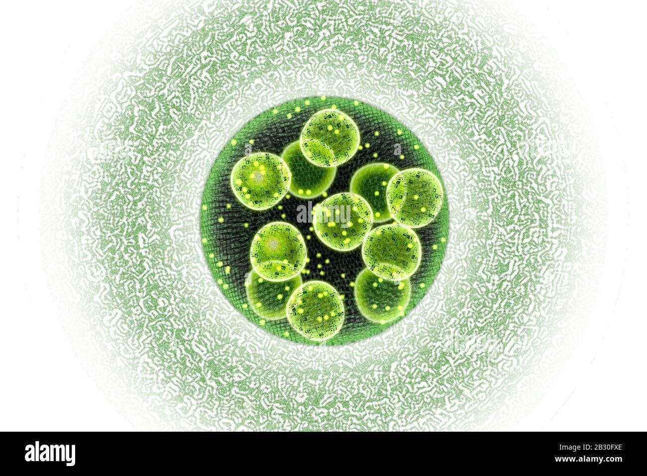 Green single cell chlorella algae microscopic conceptual 3D ...