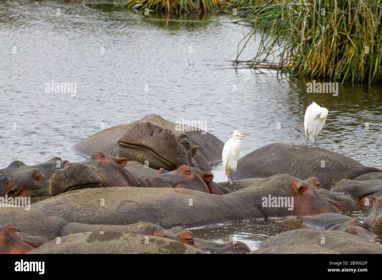 Hippopotamus on water. Ngorongoro Conservation Area crater, Tanzania ...