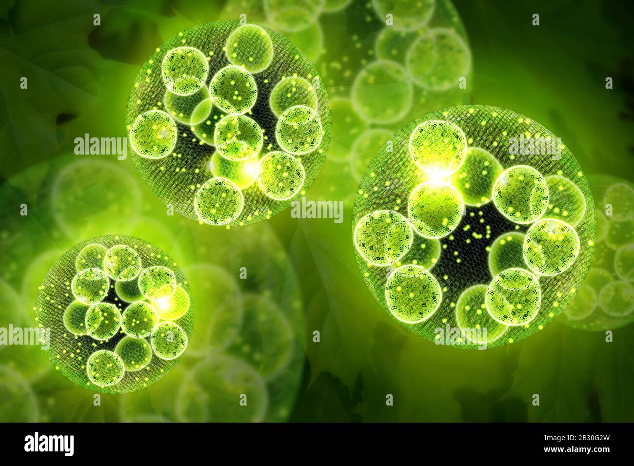 Chlorella Algae Under Microscope