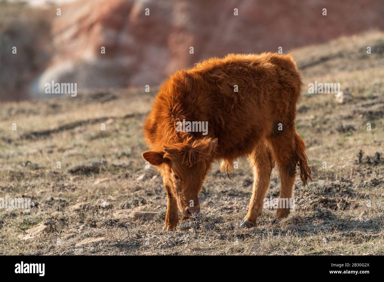 Skinny cow hi-res stock photography and images - Alamy