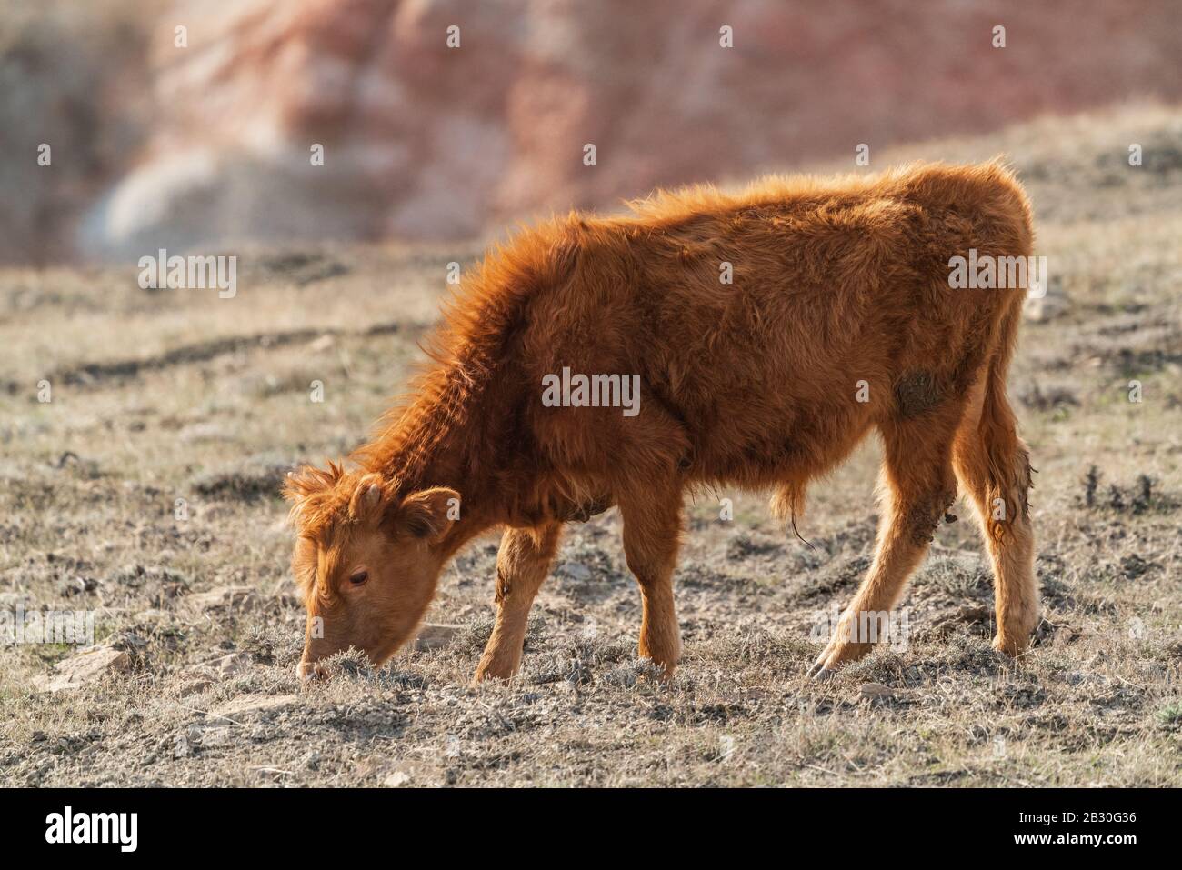 Skinny head hi-res stock photography and images - Alamy