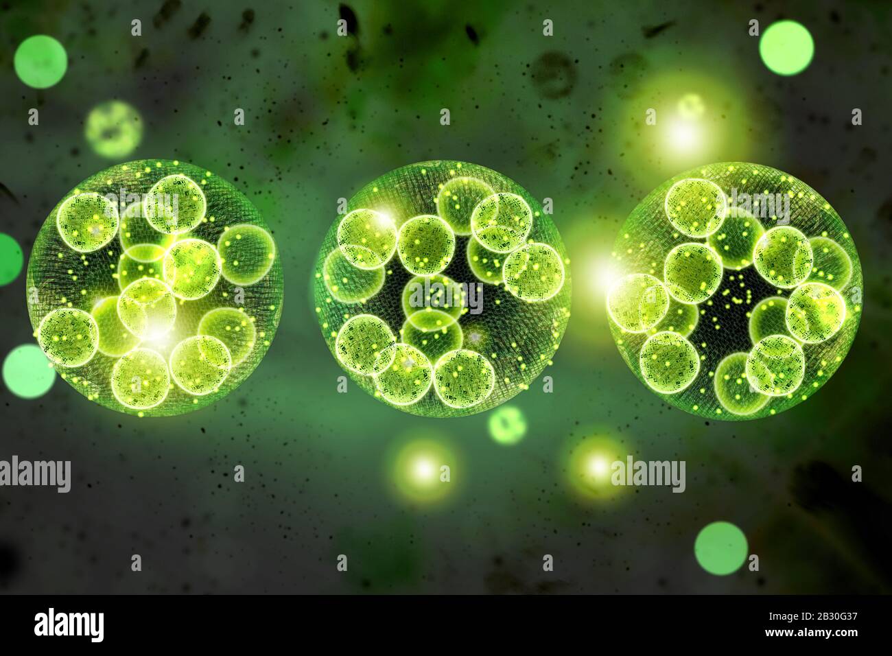 Green single cell chlorella algae microscopic conceptual 3D ...