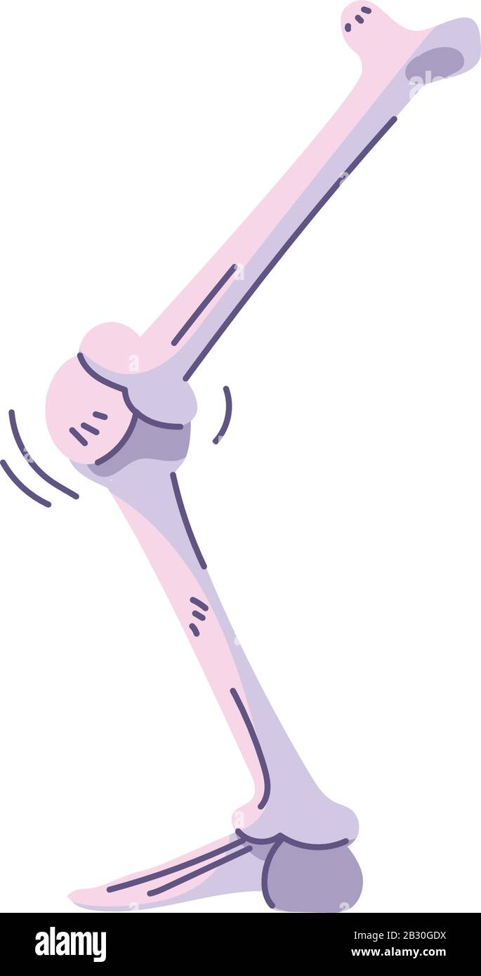 bones of the leg, body part on white background vector illustration ...