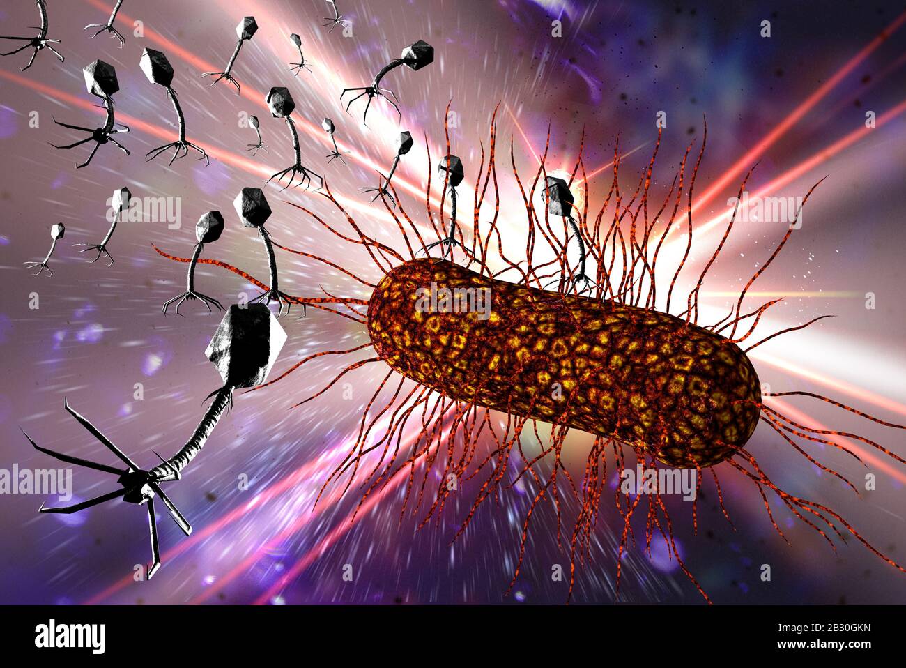 Closeup bacteriophage virus attacking bacteria cells 3D illustration Stock Photo - Alamy