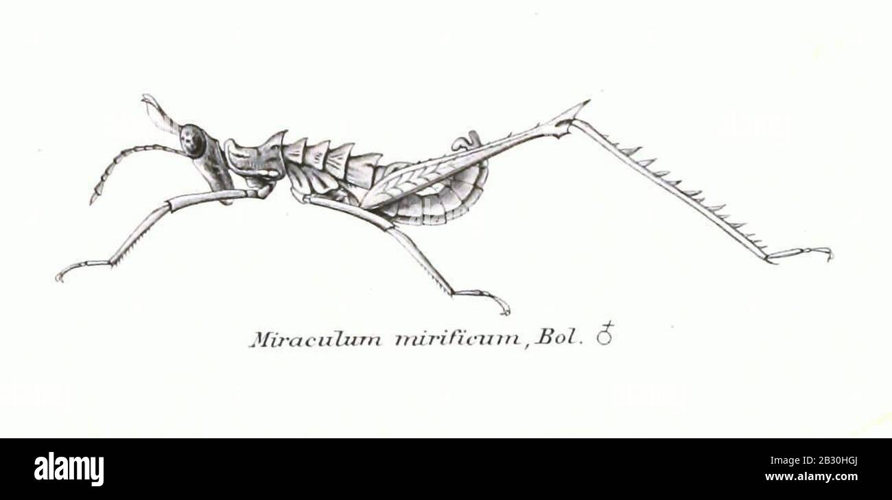 Miraculum hi-res stock photography and images - Alamy
