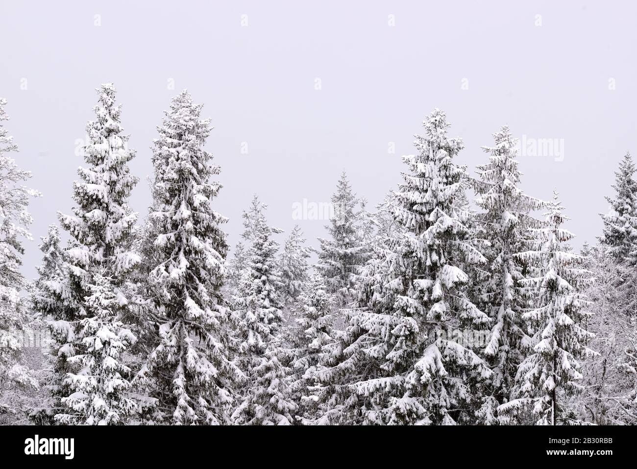 Snow-covered fir trees, Dalarna, Sweden Stock Photo - Alamy