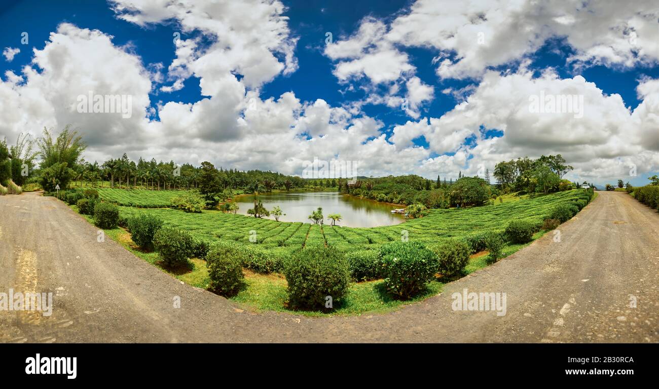 Panorama of the popular tea plantation of Mauritius, Bois Cheri, at a ...