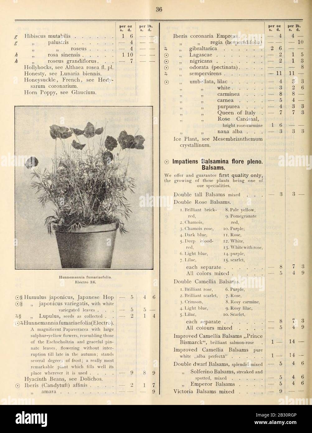 General price list of vegetable, farm, tree, conifer, palm, flower and ...