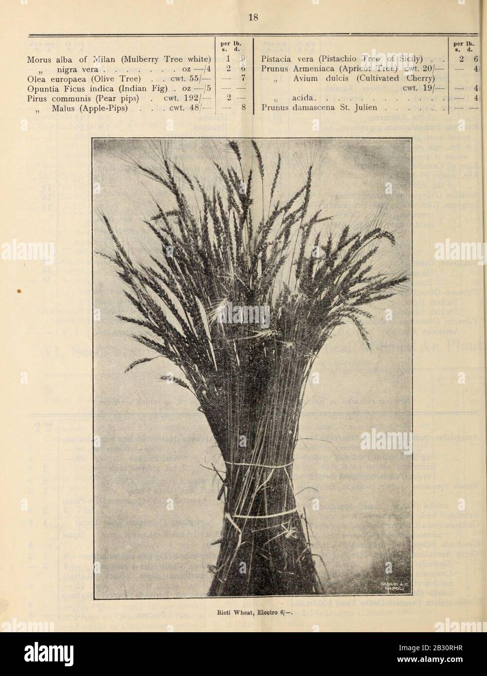 General price list of vegetable, farm, tree, conifer, palm, flower and ...