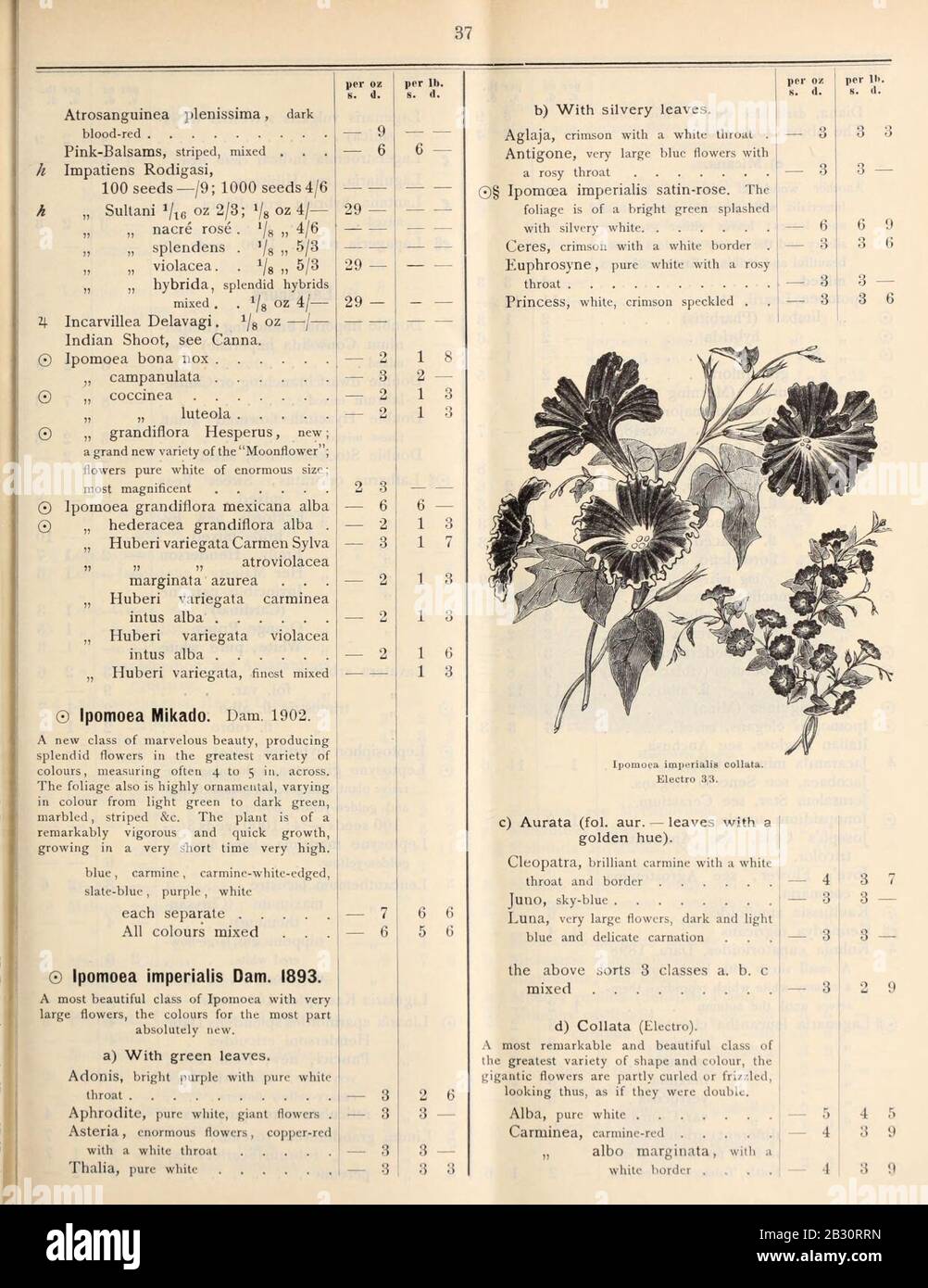 General price list of vegetable, farm, tree, conifer, palm, flower and ...