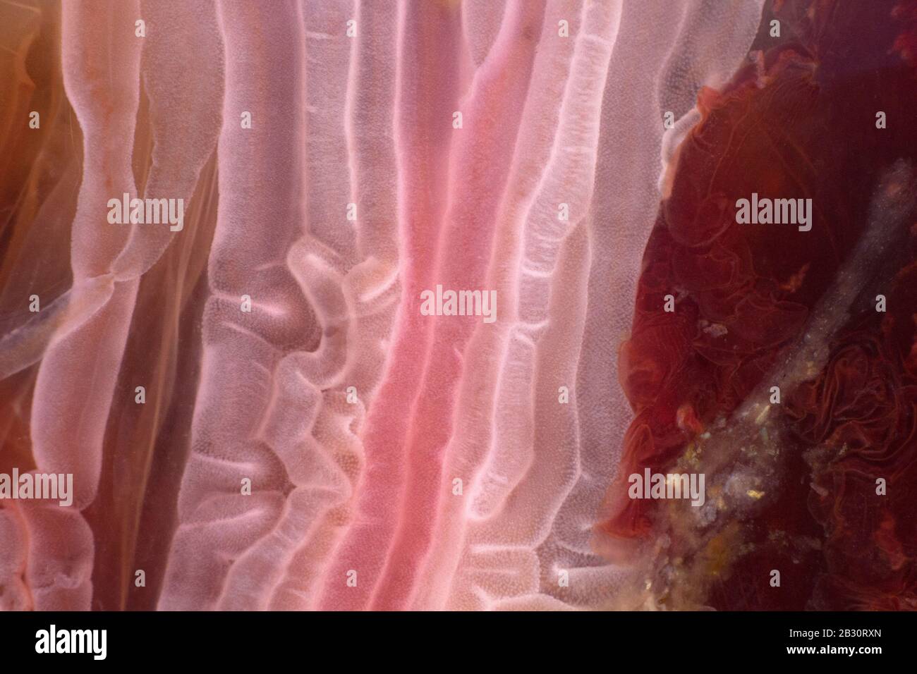 jellyfish macro structure of the outer epidermis, middle mesoglea, and ...