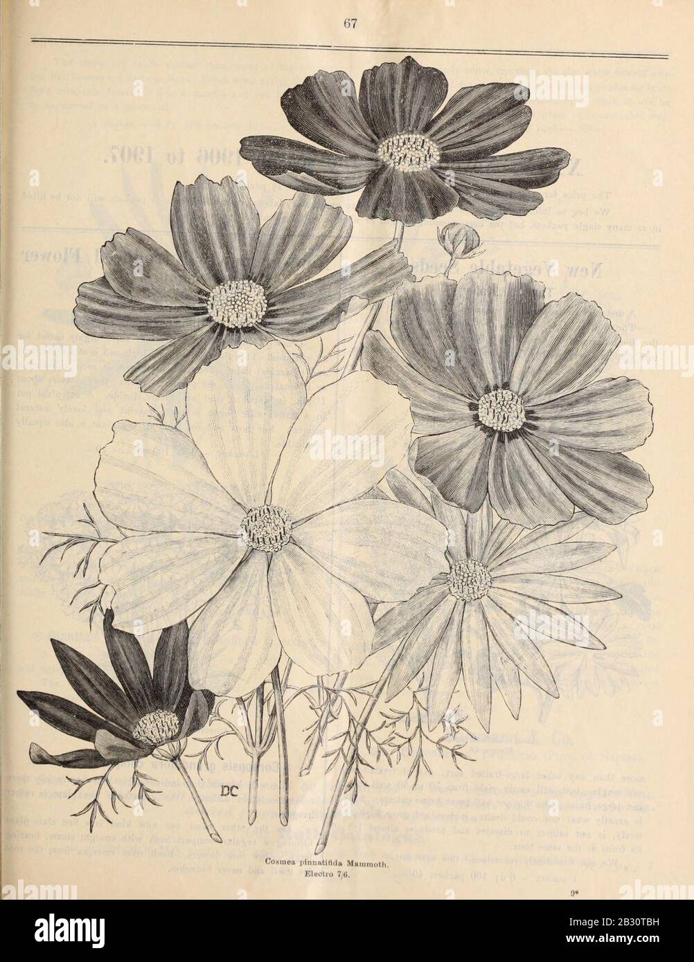 General price list of vegetable, farm, tree, conifer, palm, flower and ...