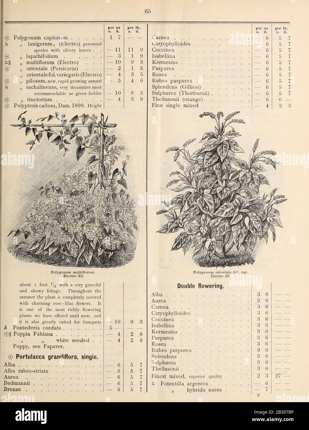 General price list of vegetable, farm, tree, conifer, palm, flower and ...