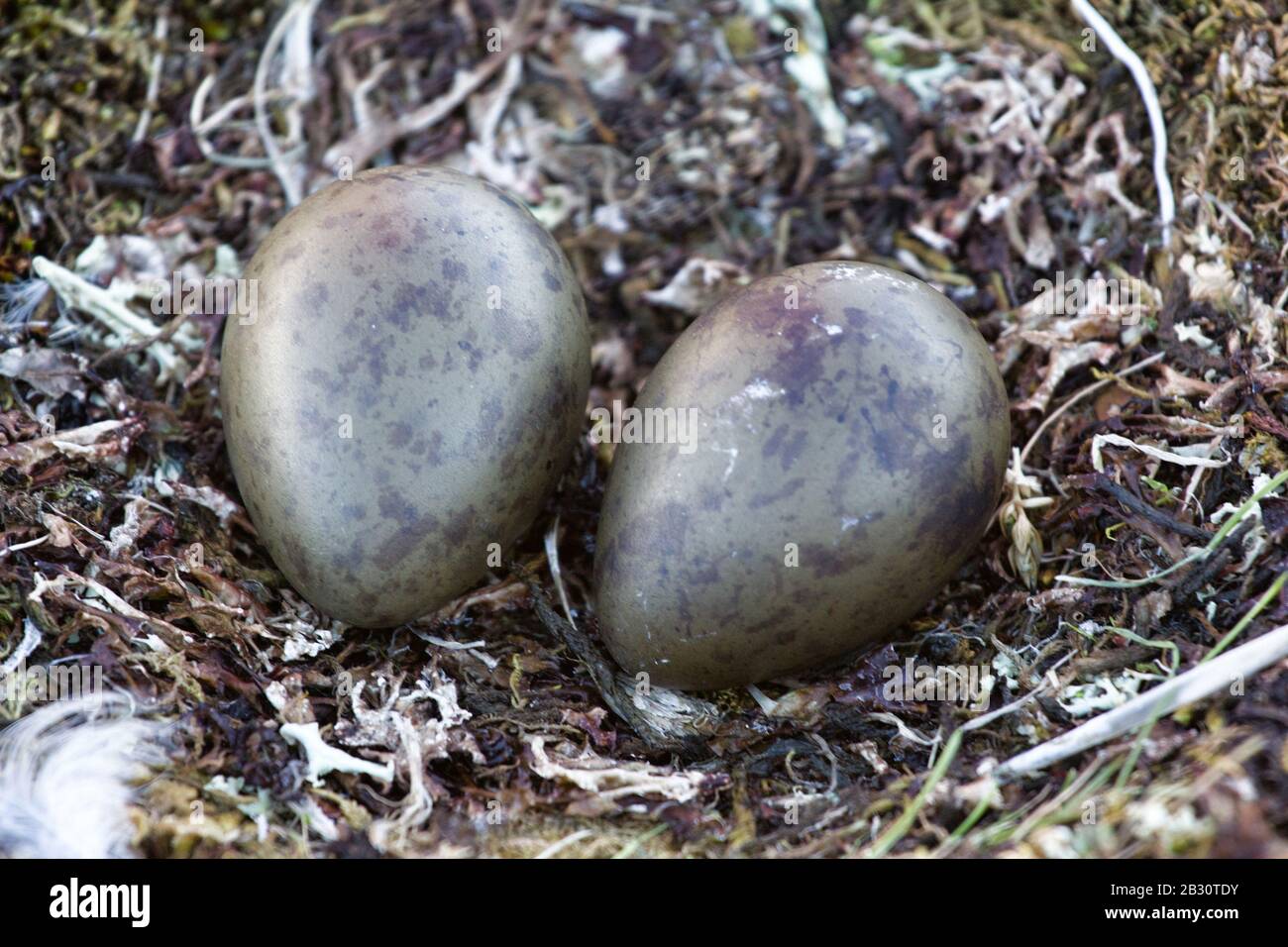 Nest guide. Arctic skua (Richardsons skua, parasitic jaeger ...