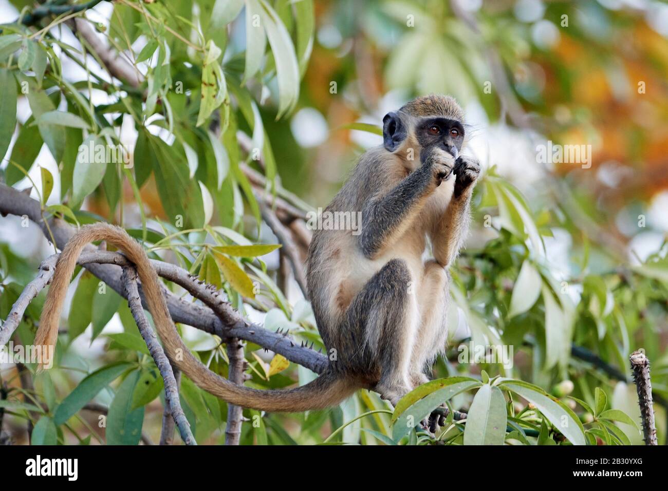 Vervet monkey in the natural habitat hi-res stock photography and ...