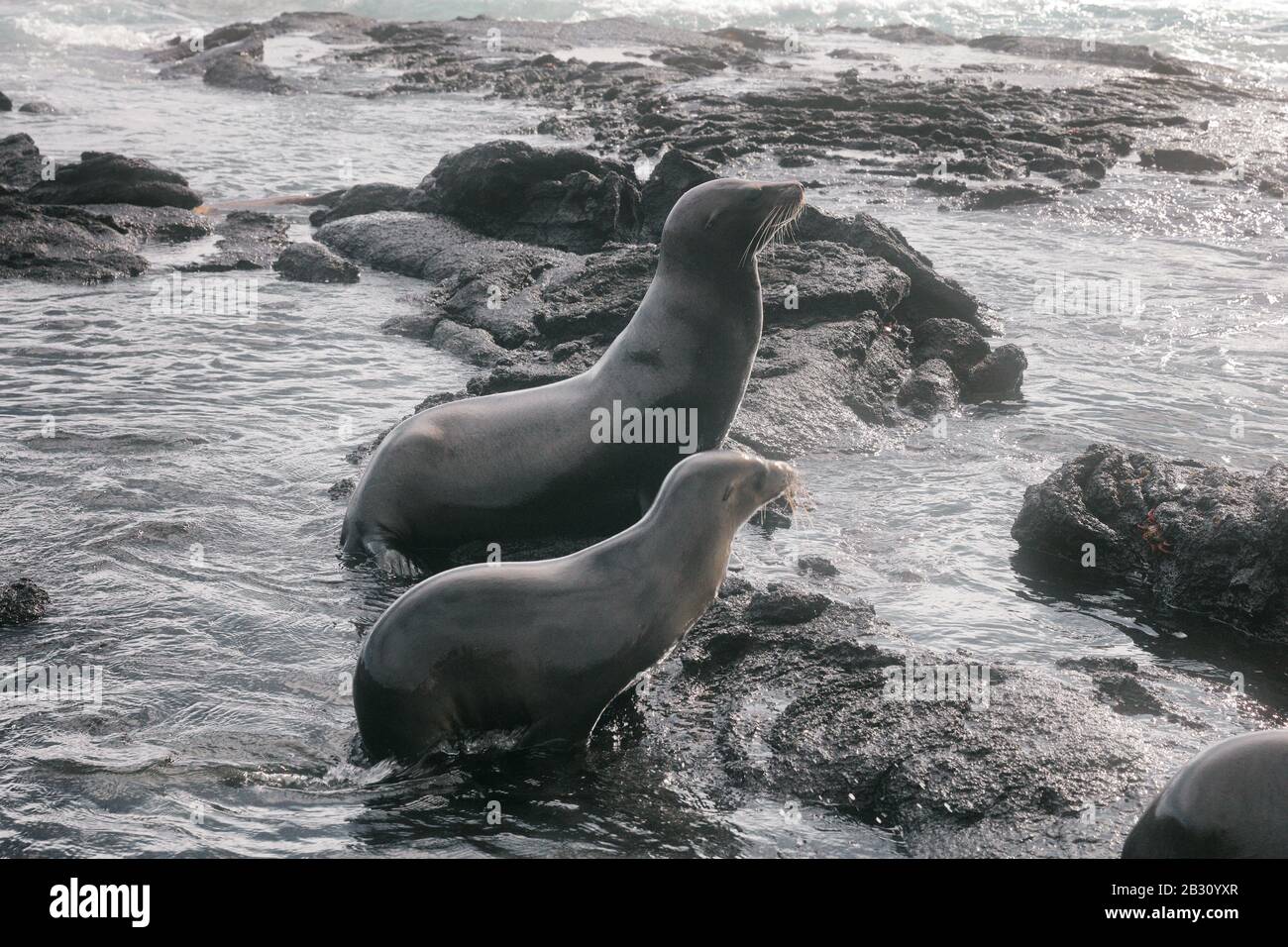 Galapagos Sea Lions playful playing in sand and waves lying on beach on ...