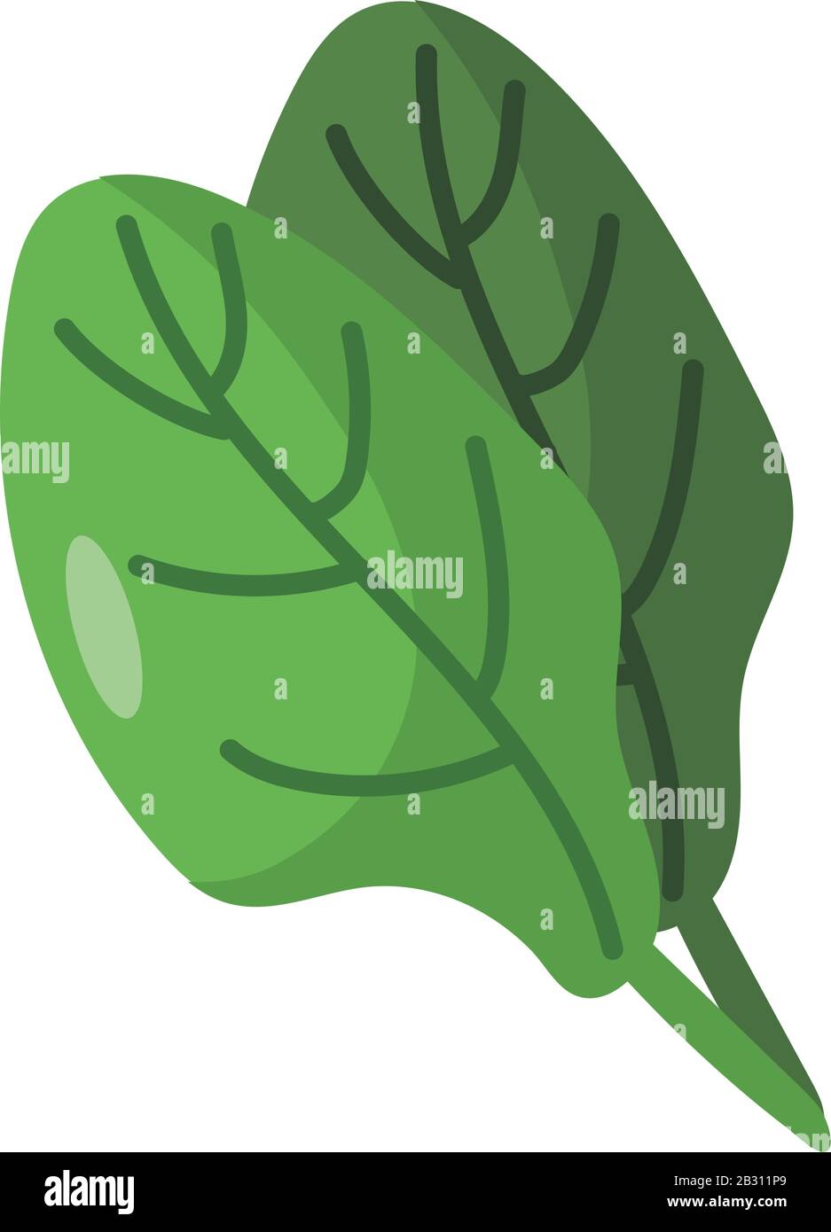spinach vegetable icon over white background, flat detail style, vector ...