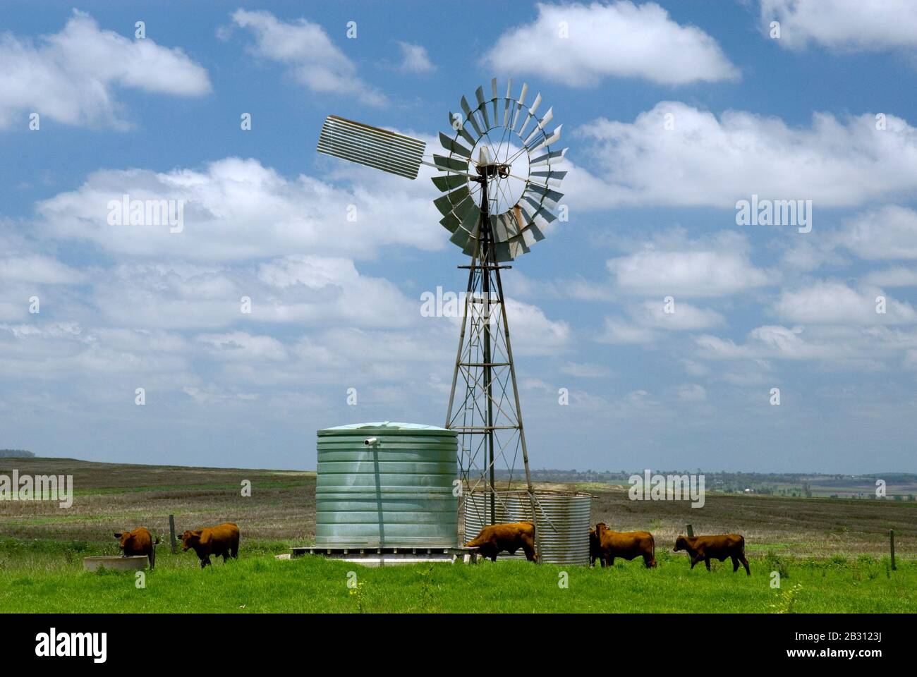 Watering cattle on the Darling Downs, southern Queensland, Australia ...