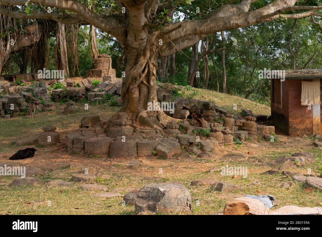 Votive stupas under a tree in front of Monastery No 1, 9th Century AD ...