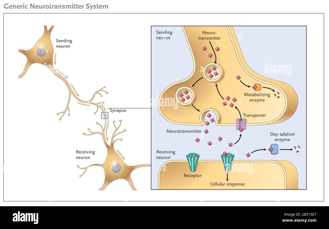 Generic Neurotransmitter System Stock Photo - Alamy
