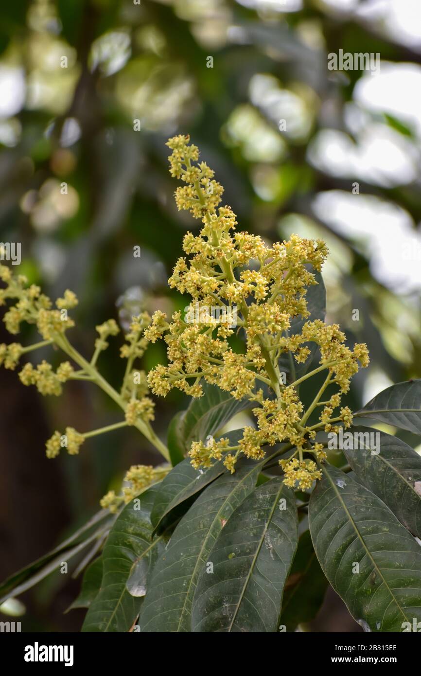 Flowers and buds of Mangifera indica, commonly known as mango with ...
