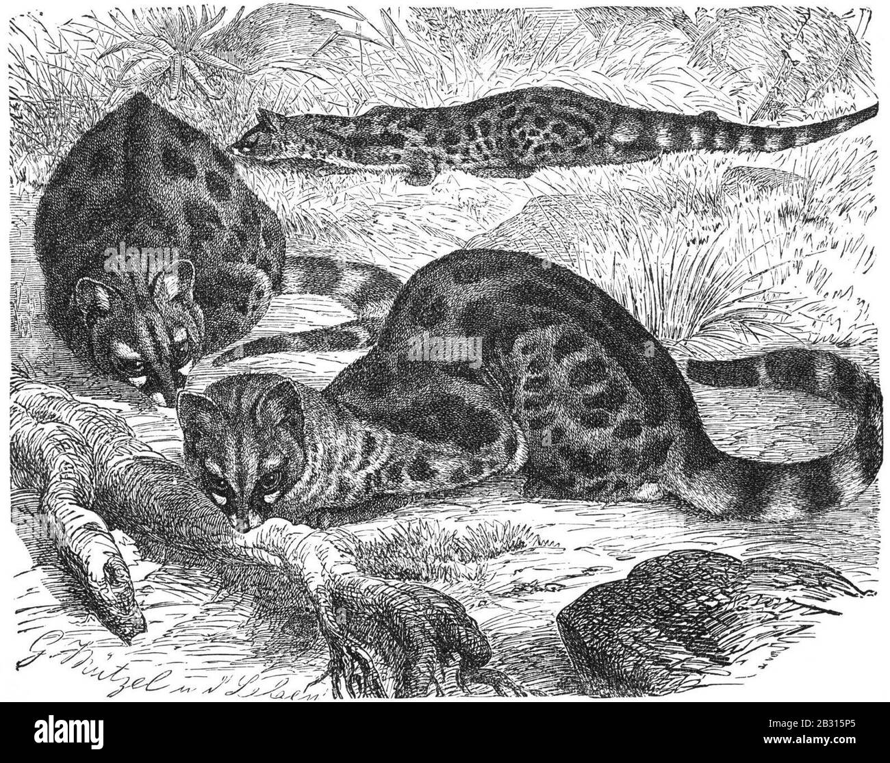 Genette hi-res stock photography and images - Alamy