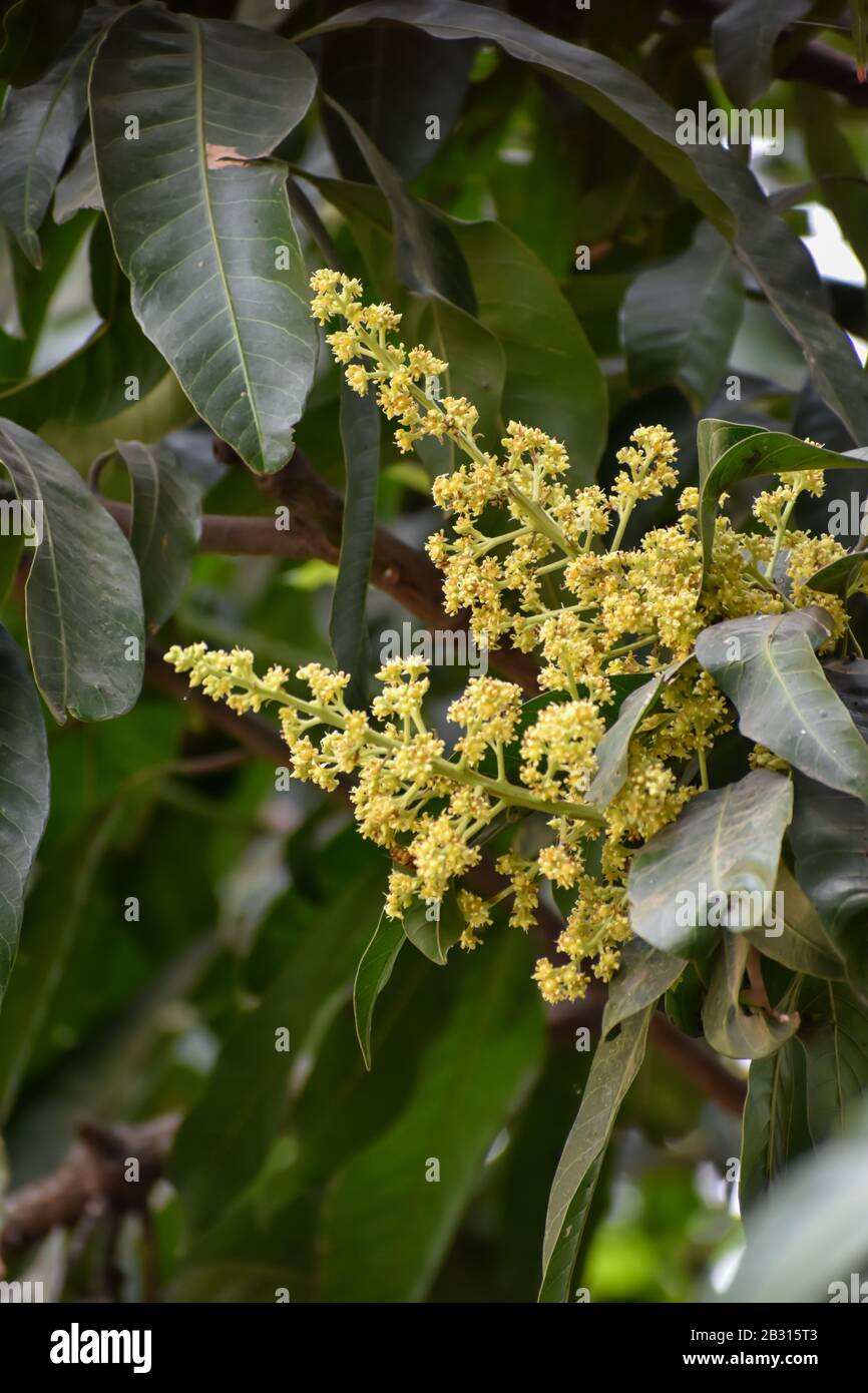 Flowers and buds of Mangifera indica, commonly known as mango with ...
