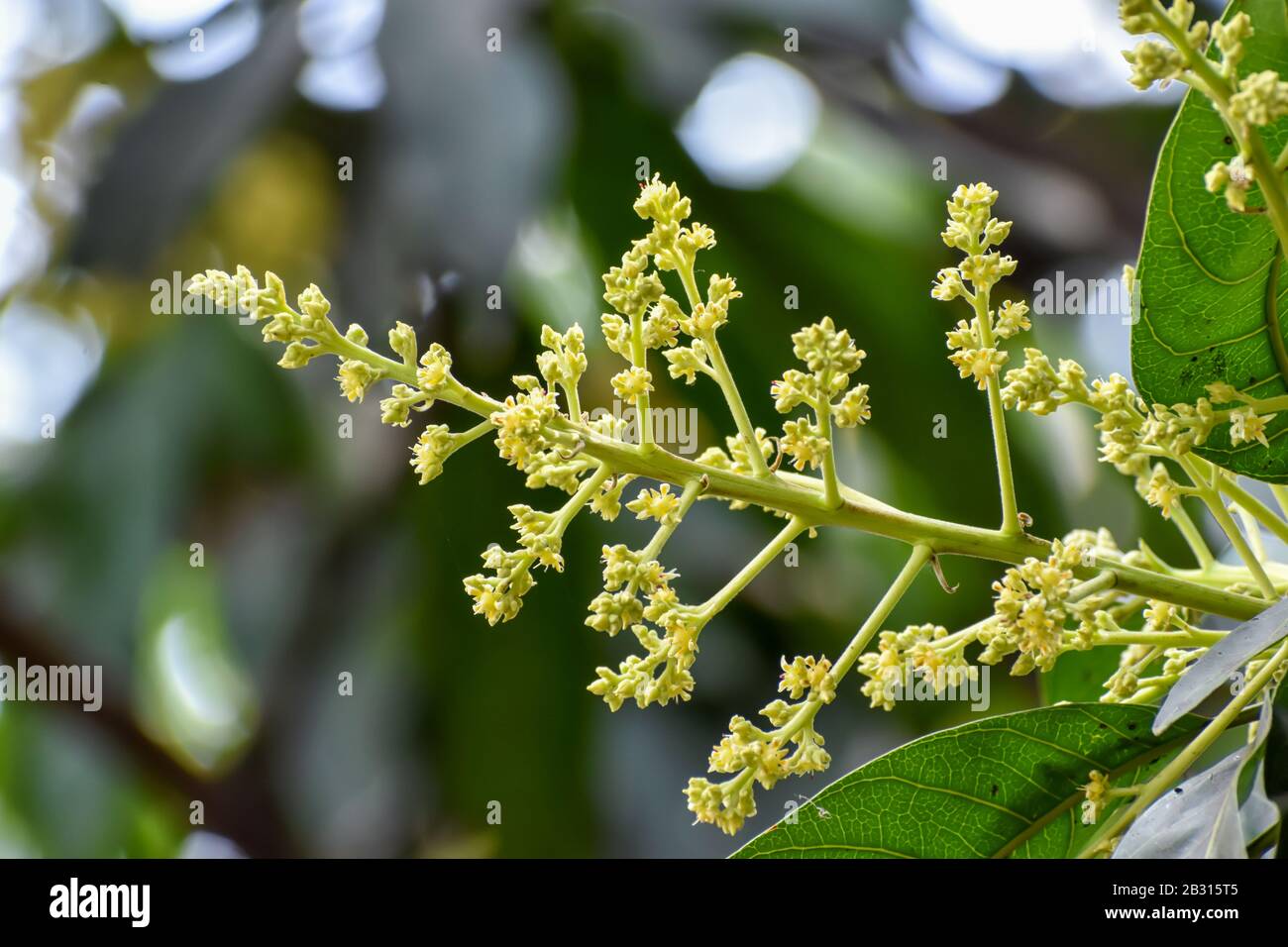 Flowers and buds of Mangifera indica, commonly known as mango with ...