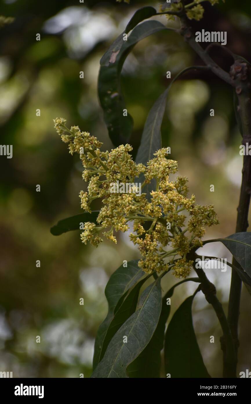 Flowers and buds of Mangifera indica, commonly known as mango with ...