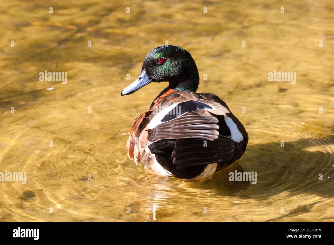 duck with red eye looking back Stock Photo - Alamy