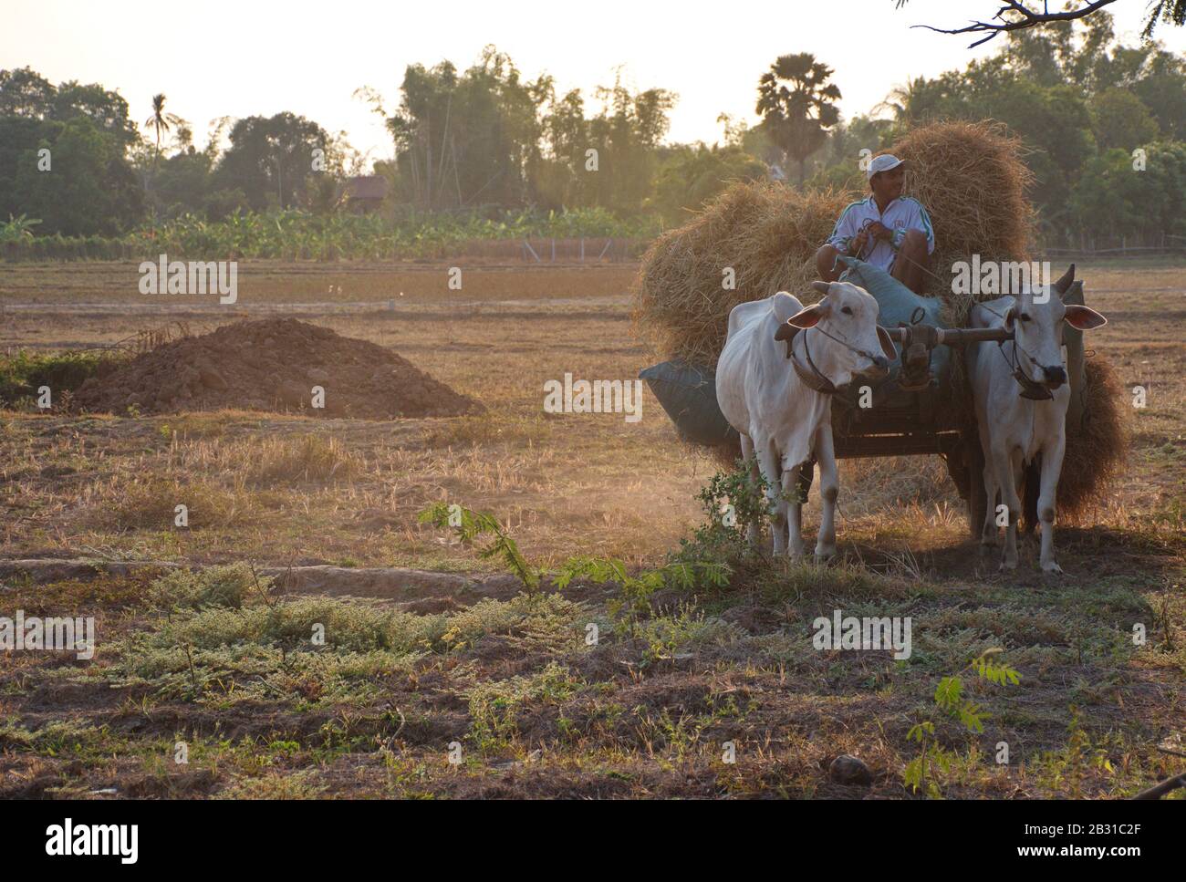 Oxen working hi-res stock photography and images - Alamy
