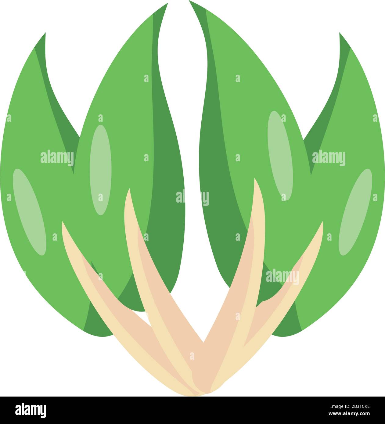 pak choi icon over white background, flat detail style, vector ...