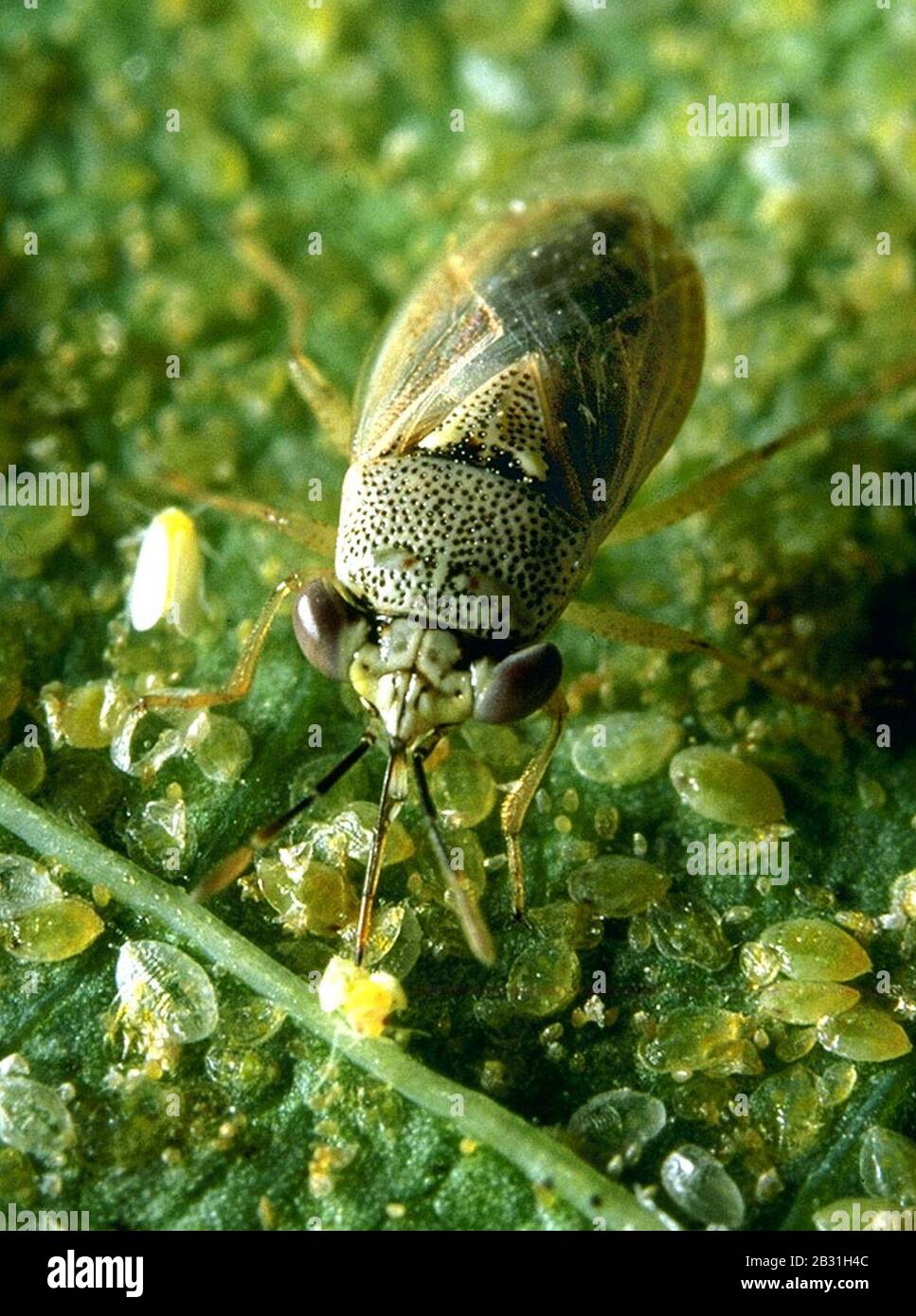 Geocoris hi-res stock photography and images - Alamy
