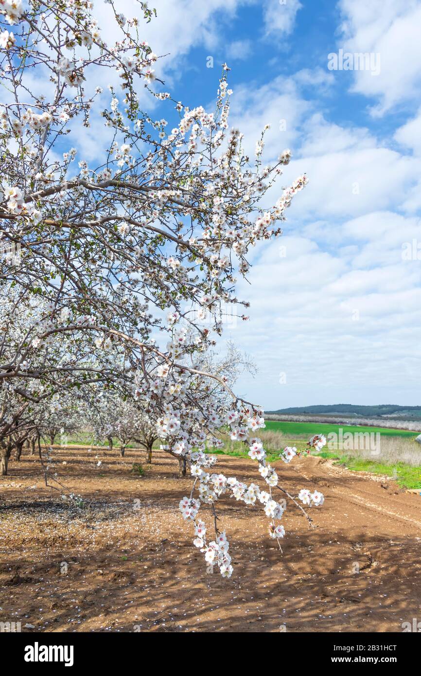 Almond fields hi-res stock photography and images - Alamy