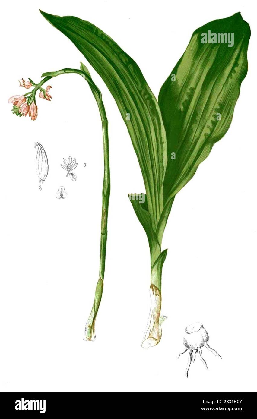 Geodorum densiflorum Blanco2.429b-cropped Stock Photo - Alamy