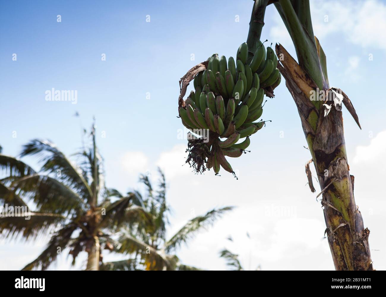 Bunch of bananas on tree outdoor Stock Photo - Alamy
