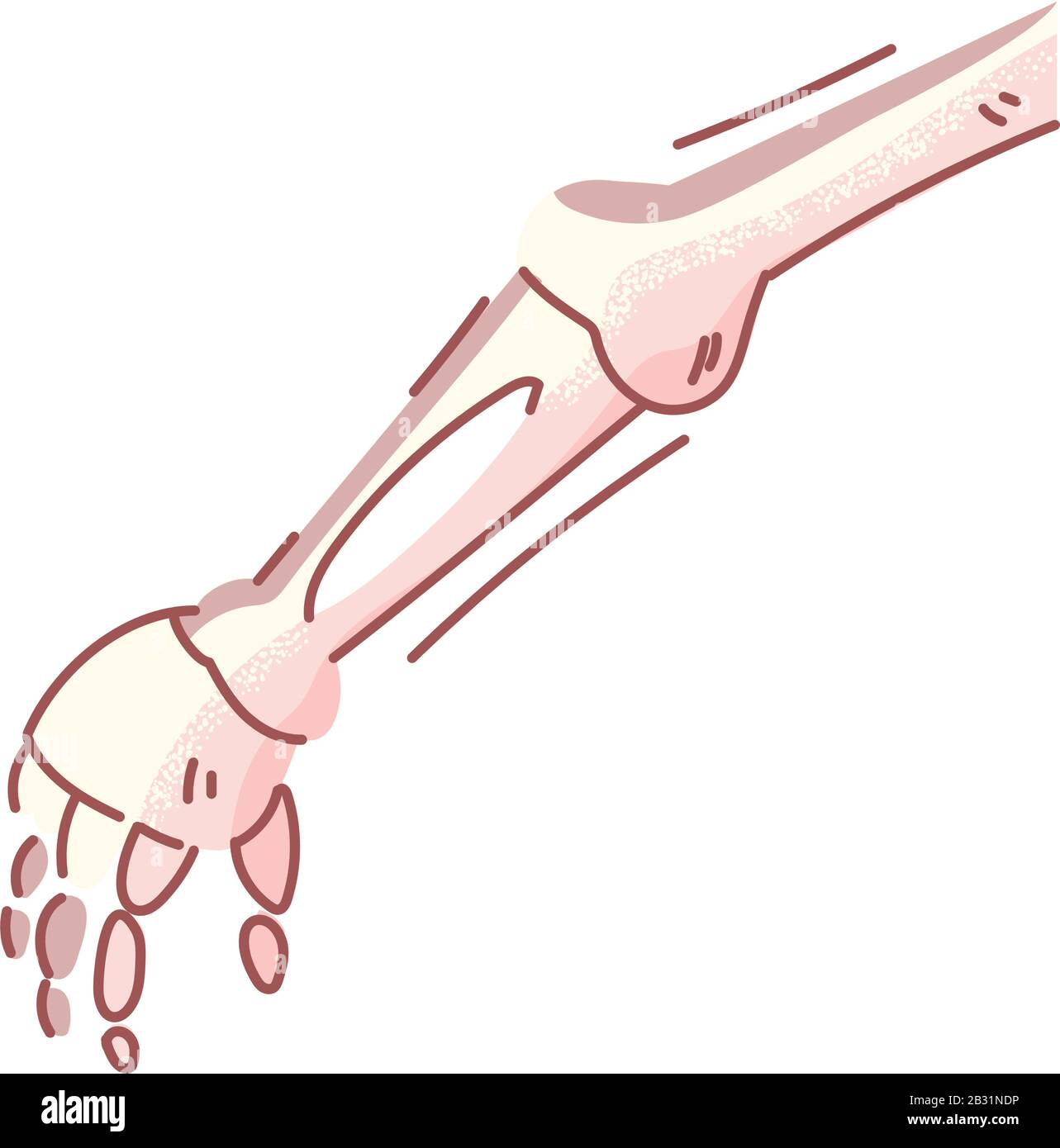 bones of the hand, body part on white background vector illustration ...