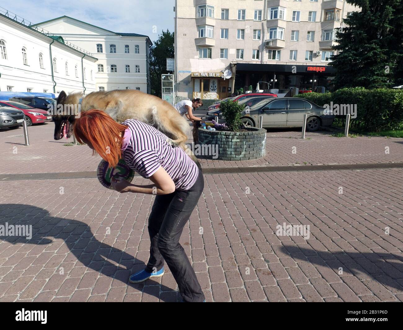 A trained dog stands on a city street.It is standing on its hind legs ...