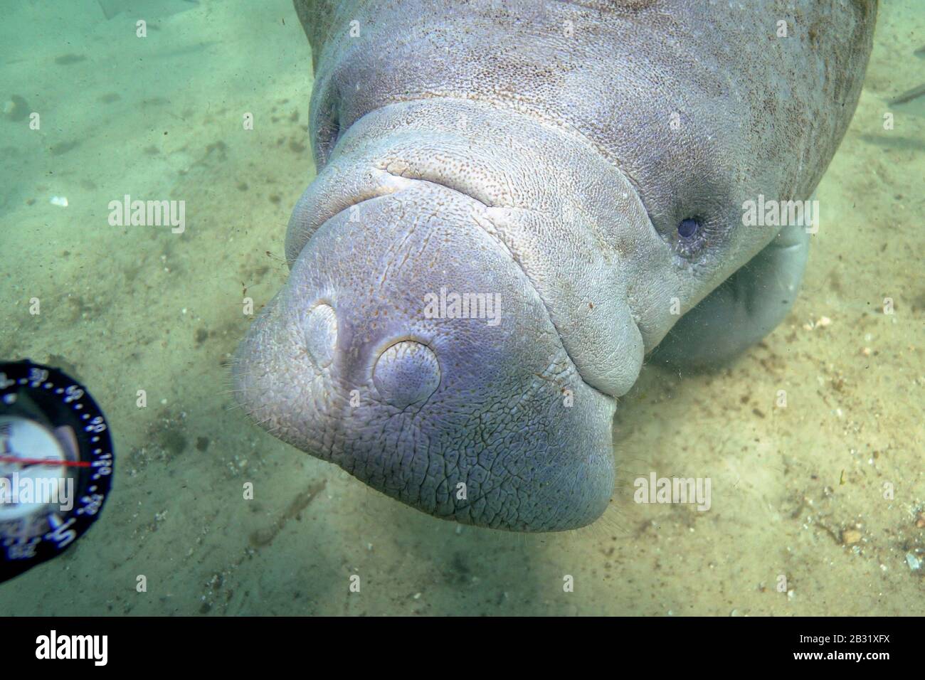 Extreme close up of a large, wild, friendly West Indian Manatee ...