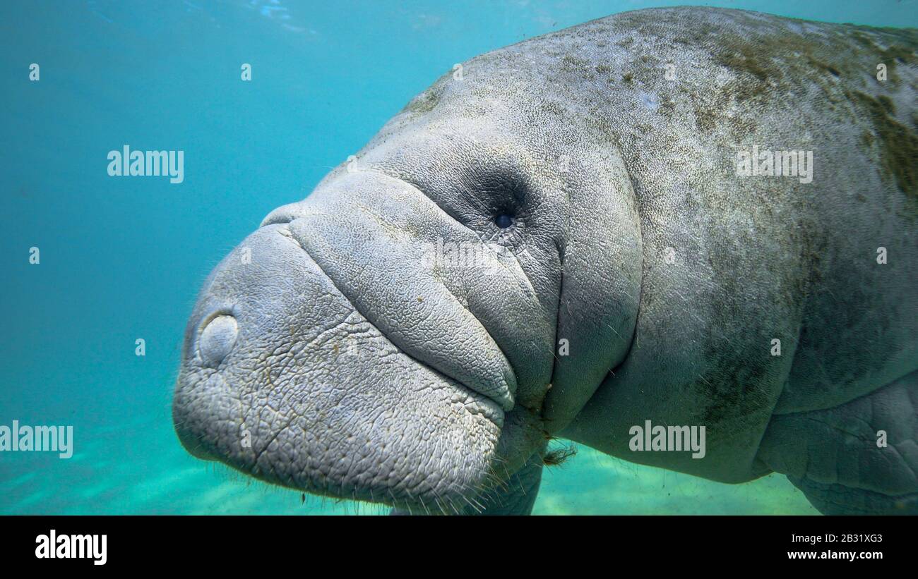 Extreme close up profile shot of a large, wild, friendly West Indian ...