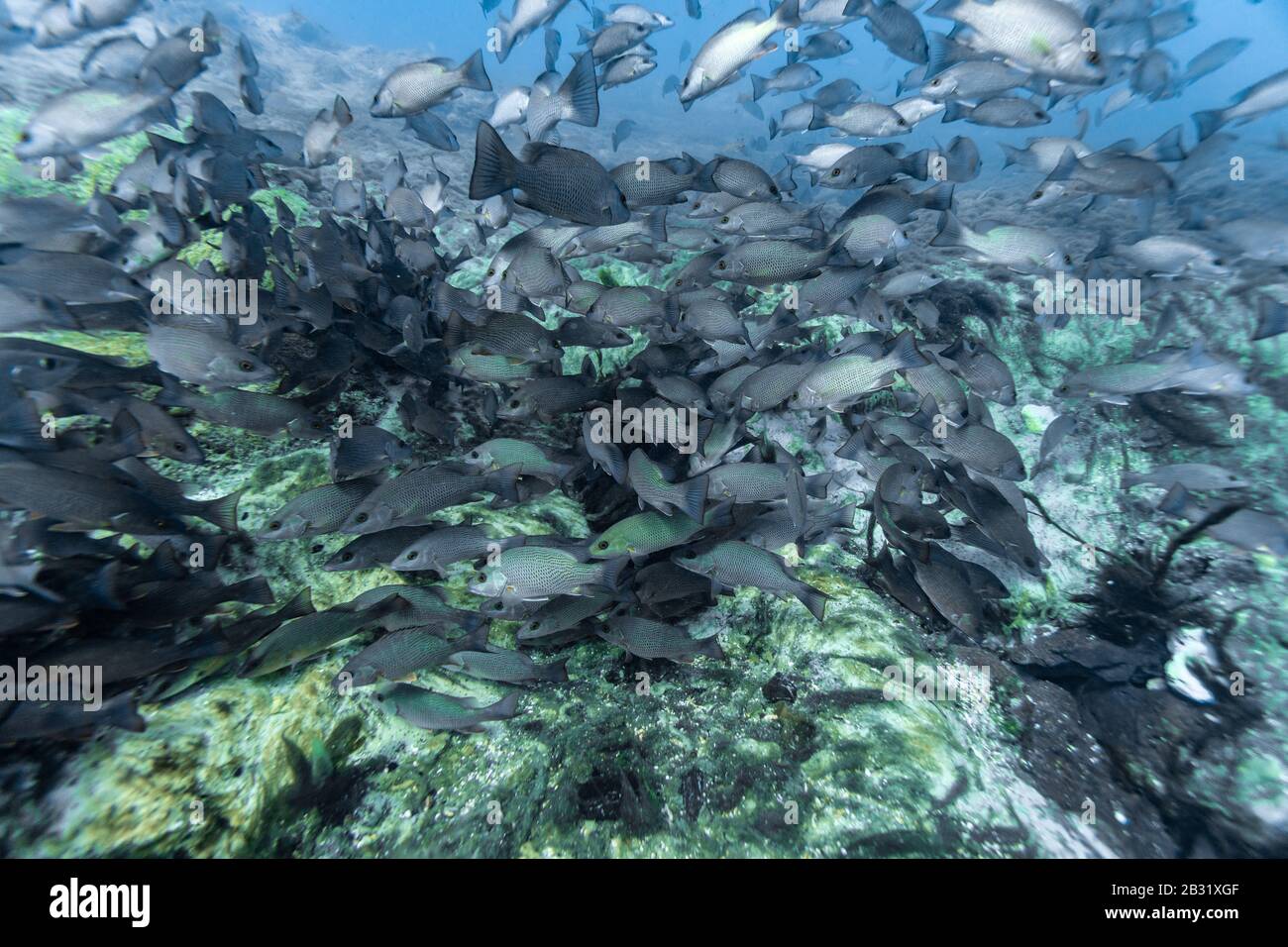 Hundreds of Mangrove Snapper (lutjanus griseus) gather at the entrance ...