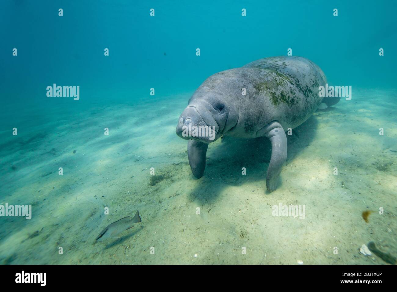 Wide shot of a large, wild, friendly West Indian Manatee (trichechus ...