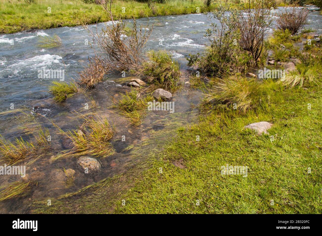 Fast flowing river bordered by natural vegetation and grass after ...
